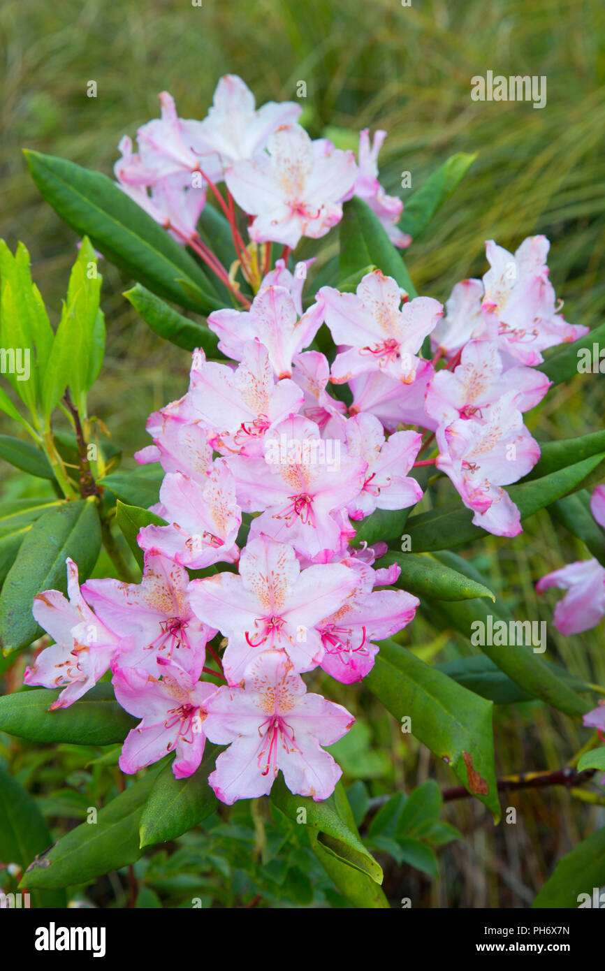 Pacific rhododendron (Rhododendron macrophyllum) in bloom along ...
