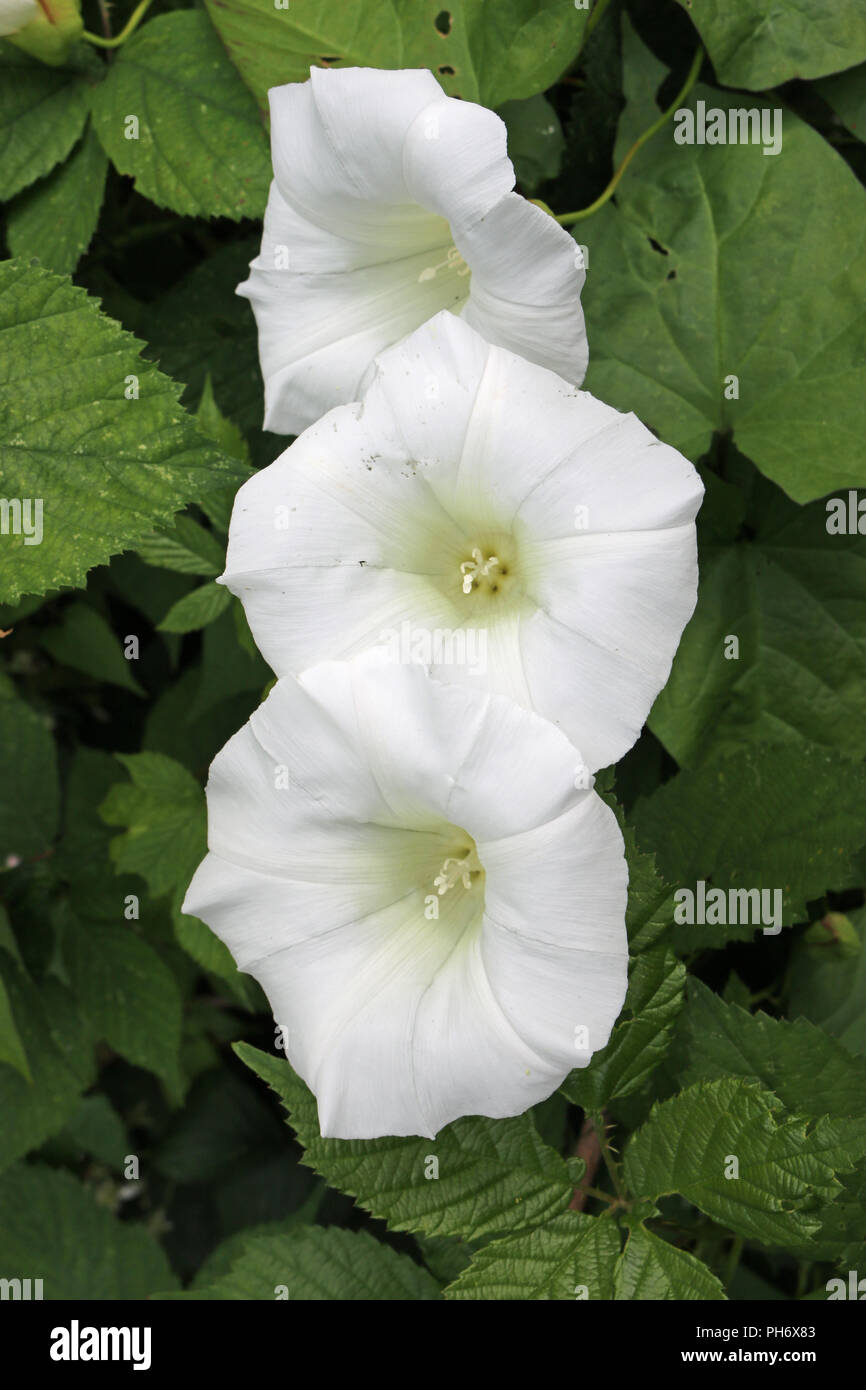Three hedge bindweed (Calystegia sepium) or bellbind white flower in ...