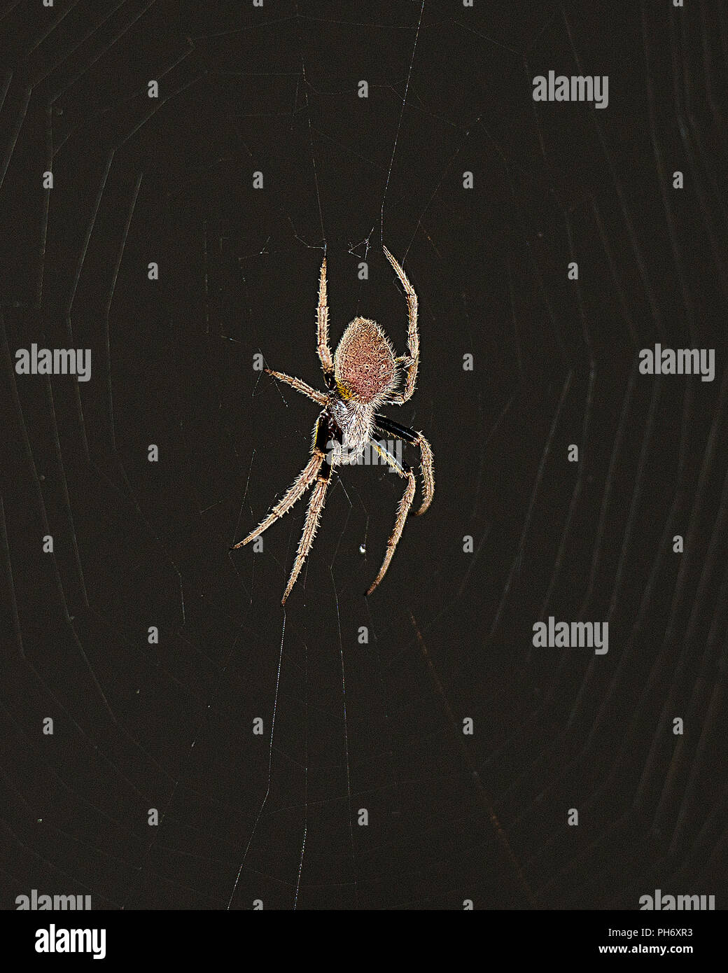 Giant spider web cartoon hi-res stock photography and images - Alamy