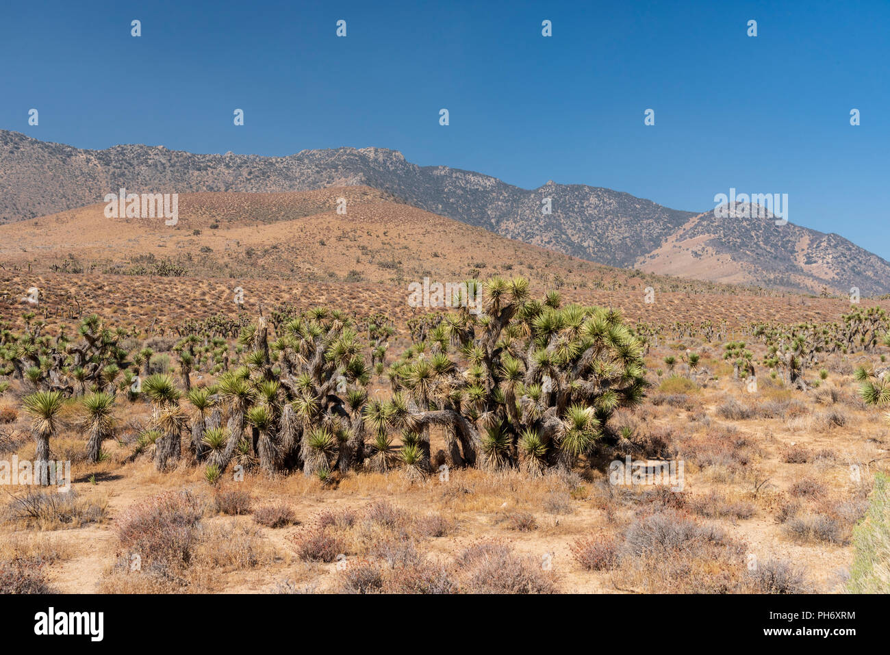 Groves of Joshua trees in the desert under a bright blue sky with ...