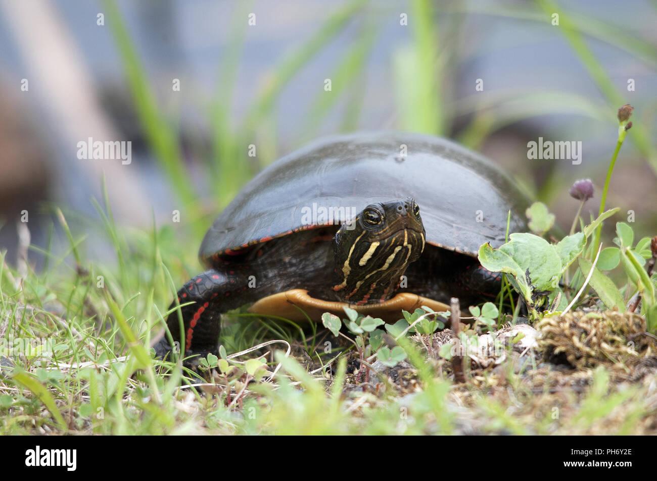 Painted turtle enjoying its surrounding Stock Photo - Alamy