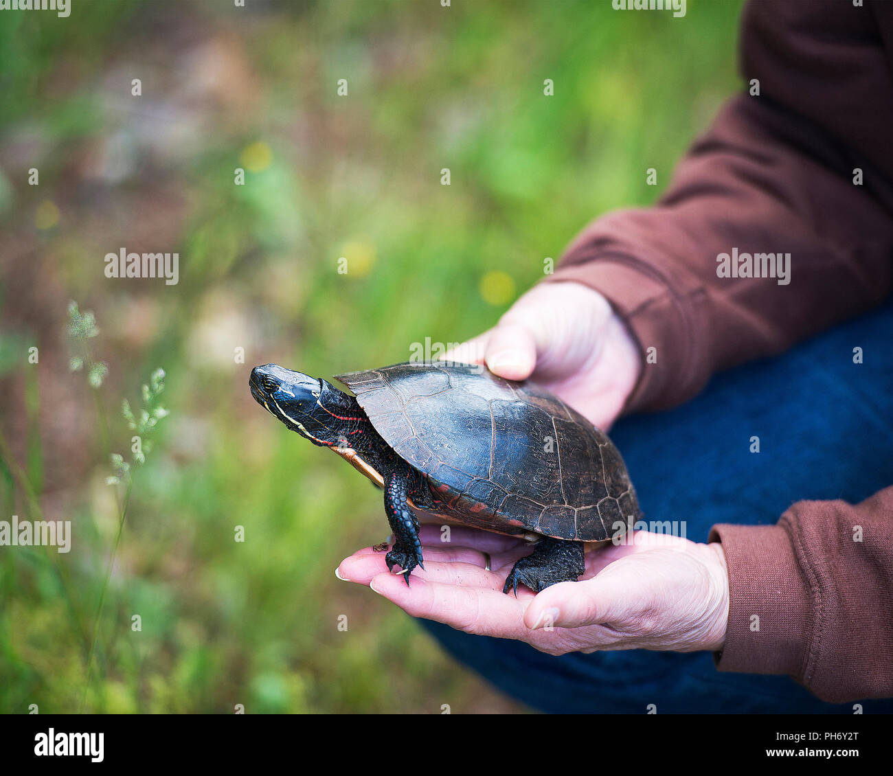 Painted turtle on human hands with a bokeh background displaying turtle ...