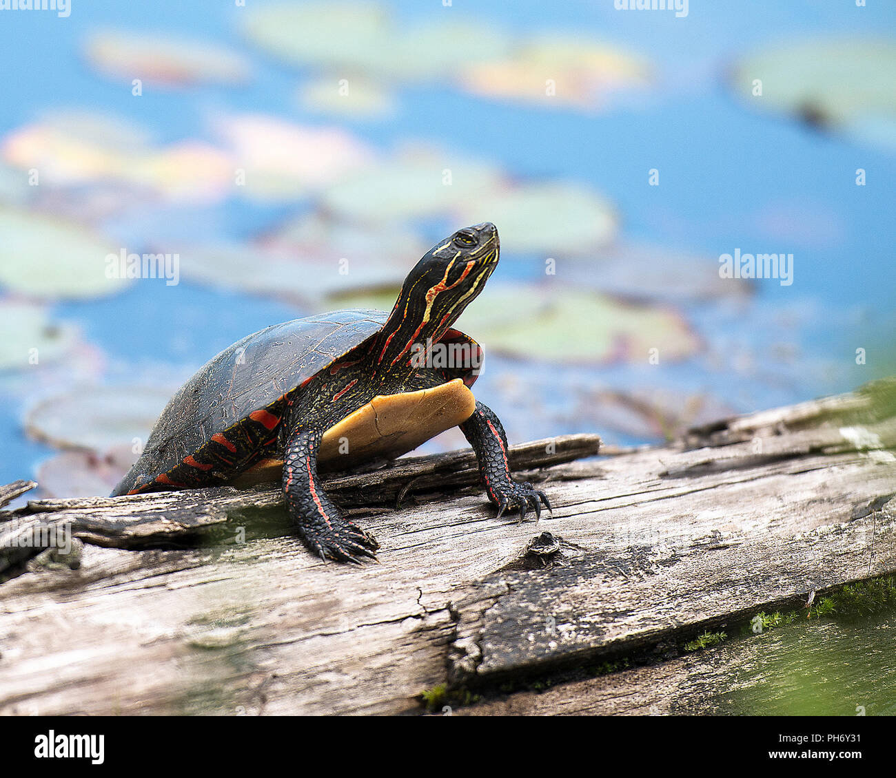 Painted turtle enjoying its surrounding Stock Photo - Alamy