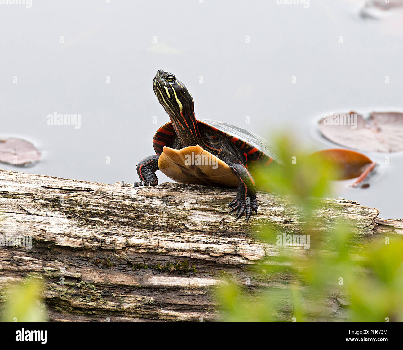 Painted turtle on a log by the water with lily pads enjoying its ...
