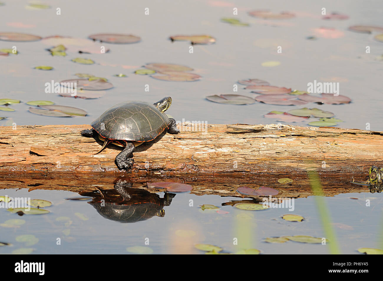 Painted turtle profile view hi-res stock photography and images - Alamy