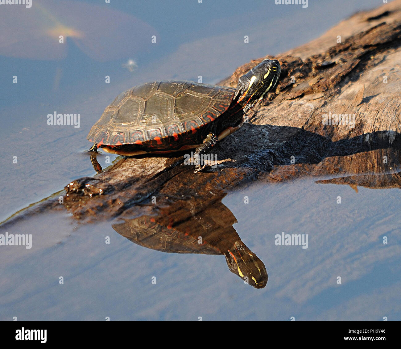 Painted turtle enjoying its environment Stock Photo - Alamy