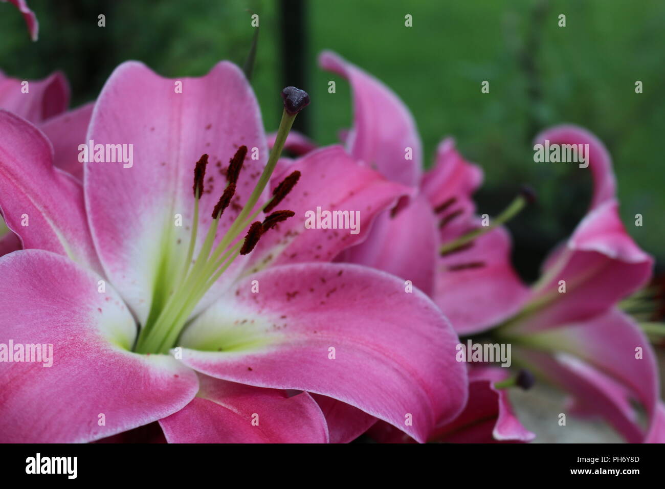 Close up shot beautiful mother hi-res stock photography and images - Alamy