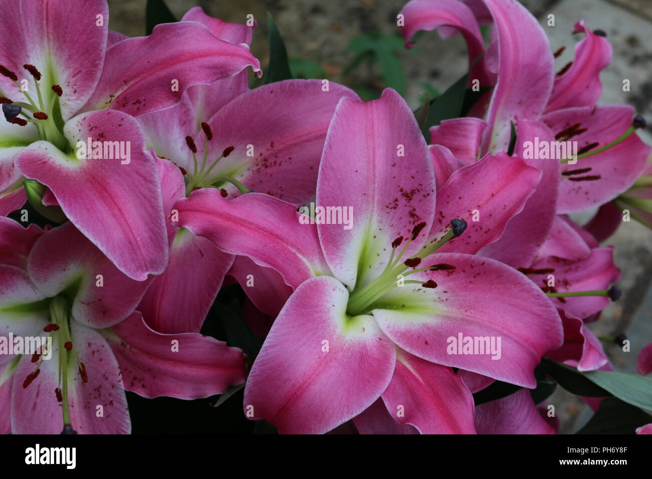 Close up shot beautiful mother hi-res stock photography and images - Alamy