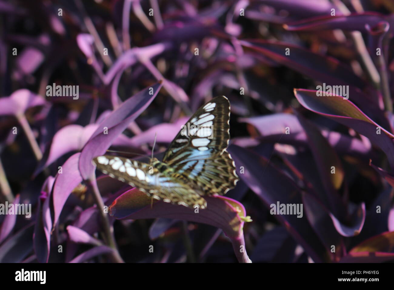 Stunning butterfly detail macro shot Stock Photo - Alamy