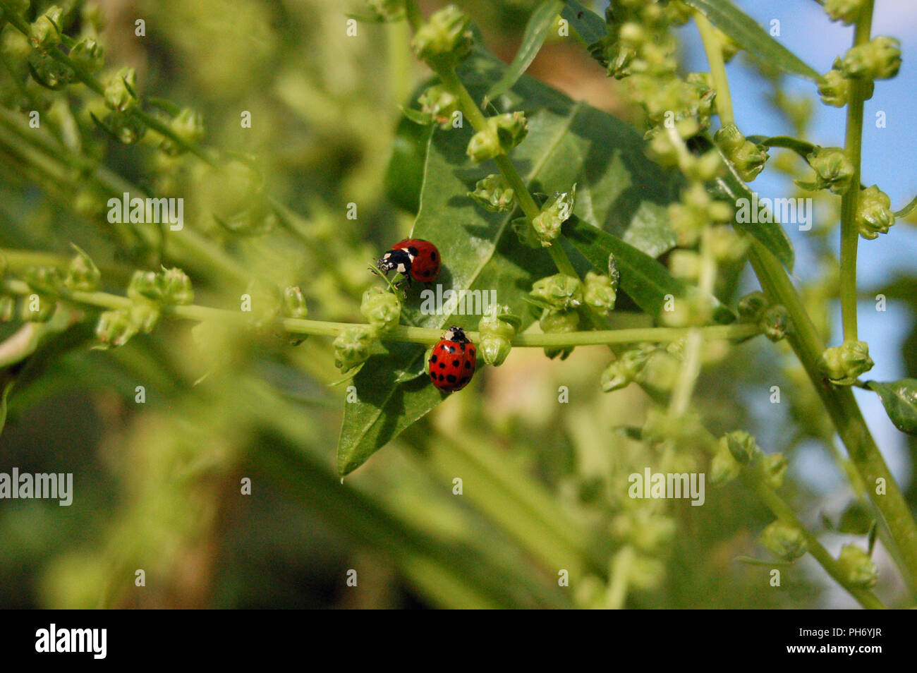Garden Lady Bugs Stock Photo - Alamy