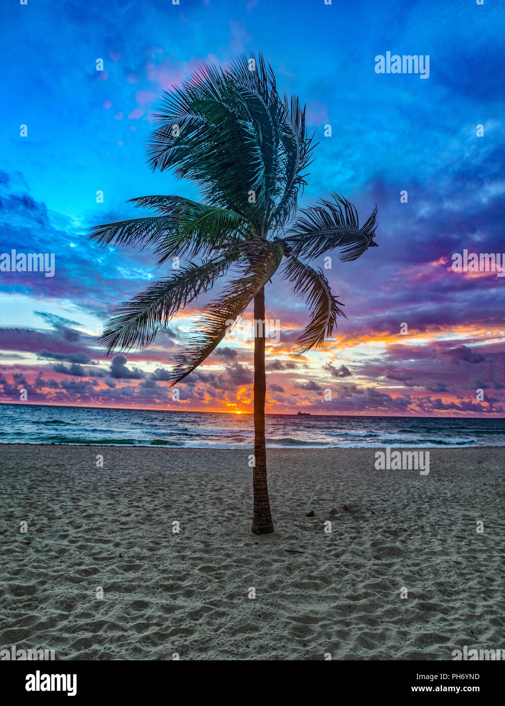 Miami beach palm trees black and white hi-res stock photography and ...