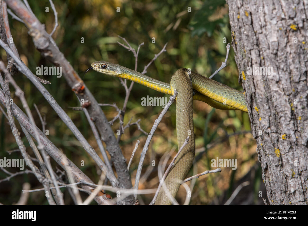 Eastern Yellow-bellied Racer (Coluber constrictor flaviventris) from ...