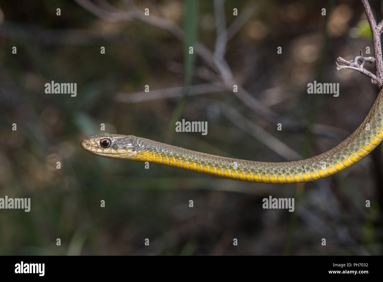 Eastern Yellow-bellied Racer (Coluber constrictor flaviventris) from ...
