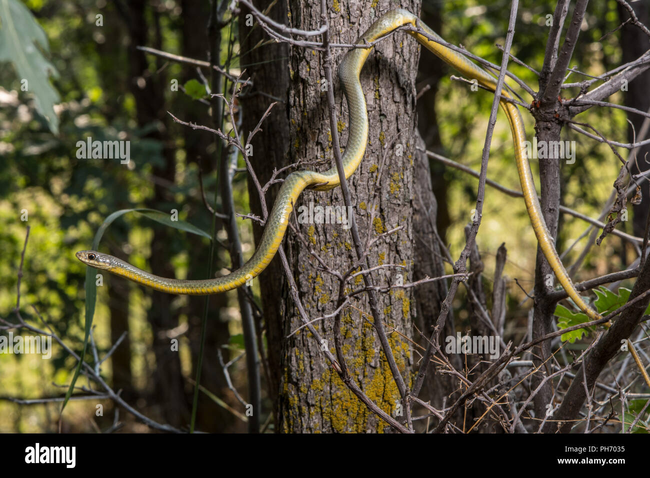 Eastern Yellow-bellied Racer (Coluber constrictor flaviventris) from ...