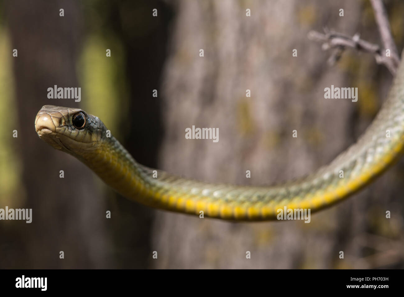 Eastern Yellow-bellied Racer (Coluber constrictor flaviventris) from ...