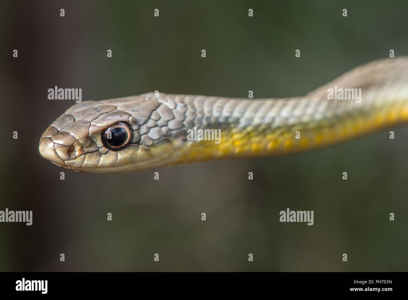 Eastern Yellow-bellied Racer (Coluber constrictor flaviventris) from ...