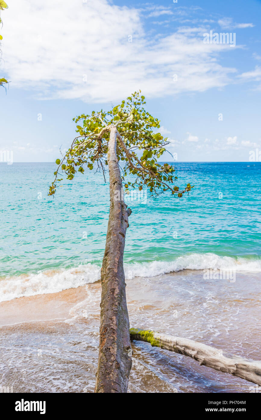 Punta uva puerto viejo hi-res stock photography and images - Alamy