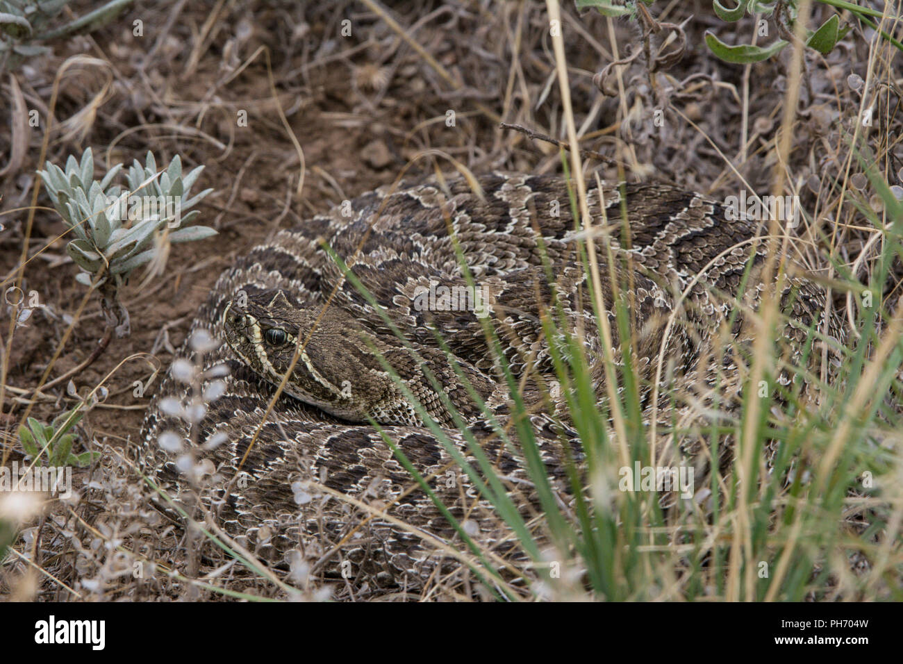 An adult Prairie Rattlesnake (Crotalus viridis) coiled in ambush at ...