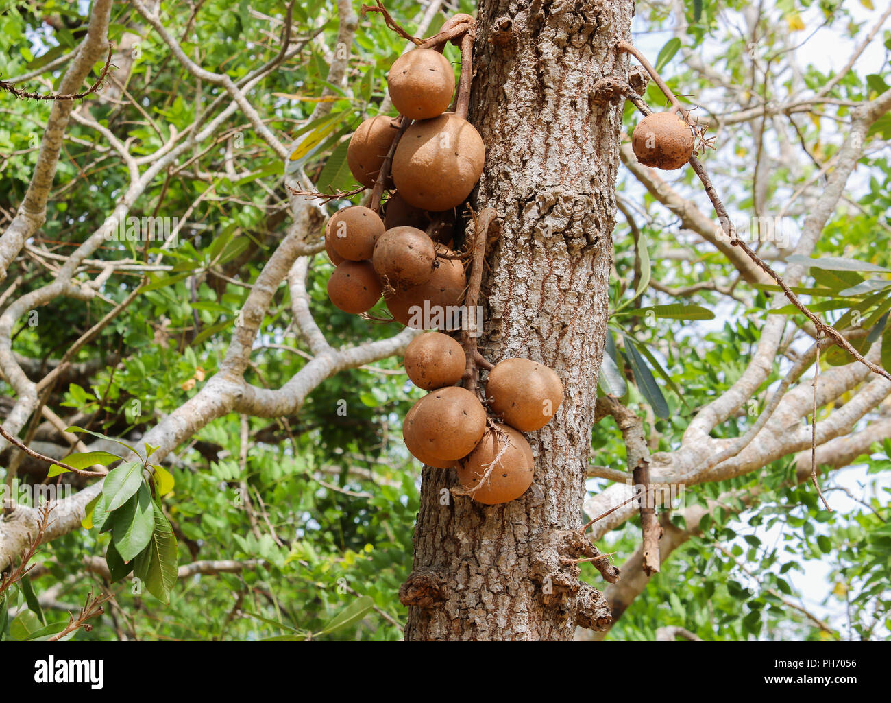 Cannonball tree fruits hi-res stock photography and images - Alamy