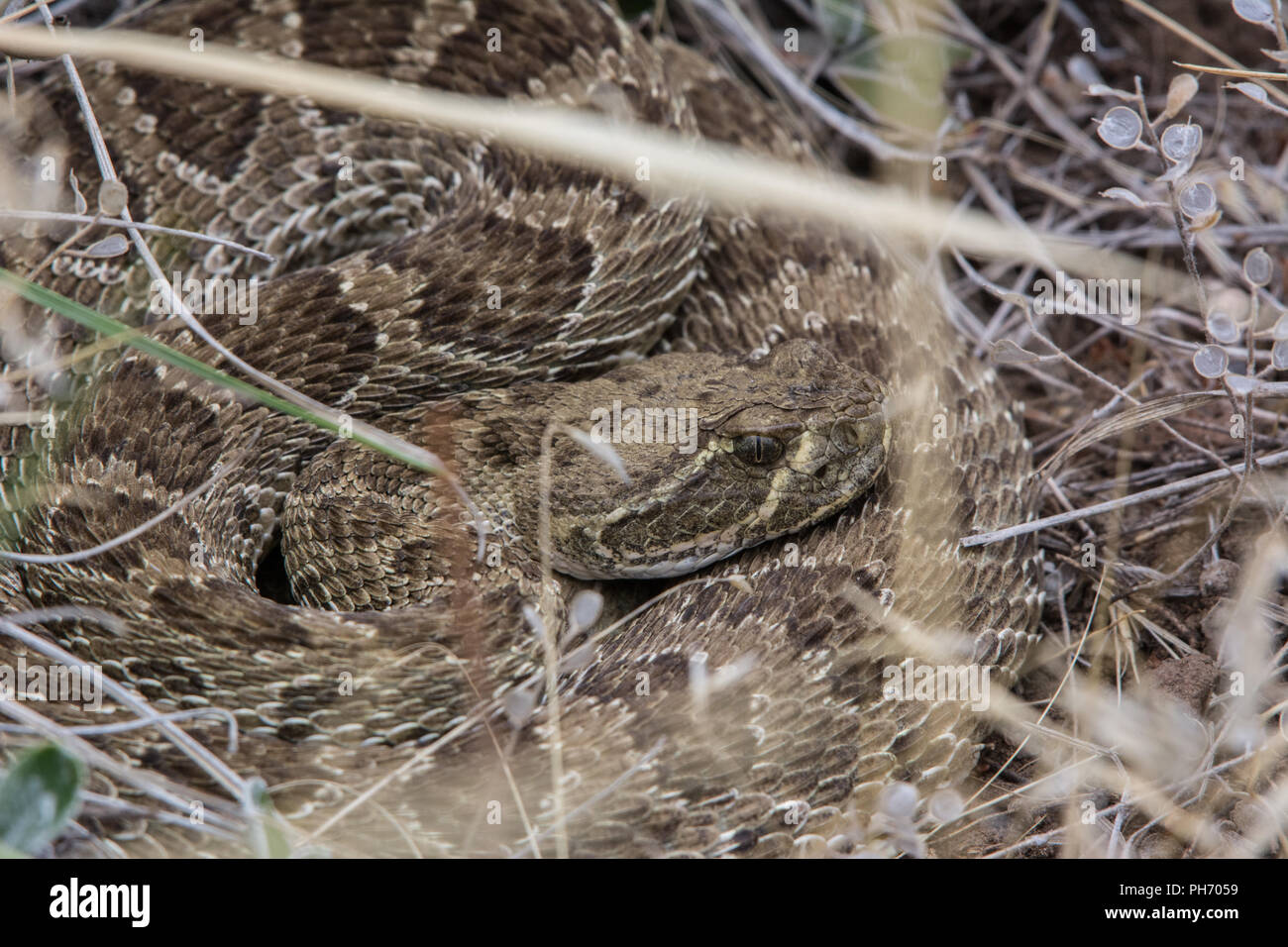 An adult Prairie Rattlesnake (Crotalus viridis) coiled in ambush at ...