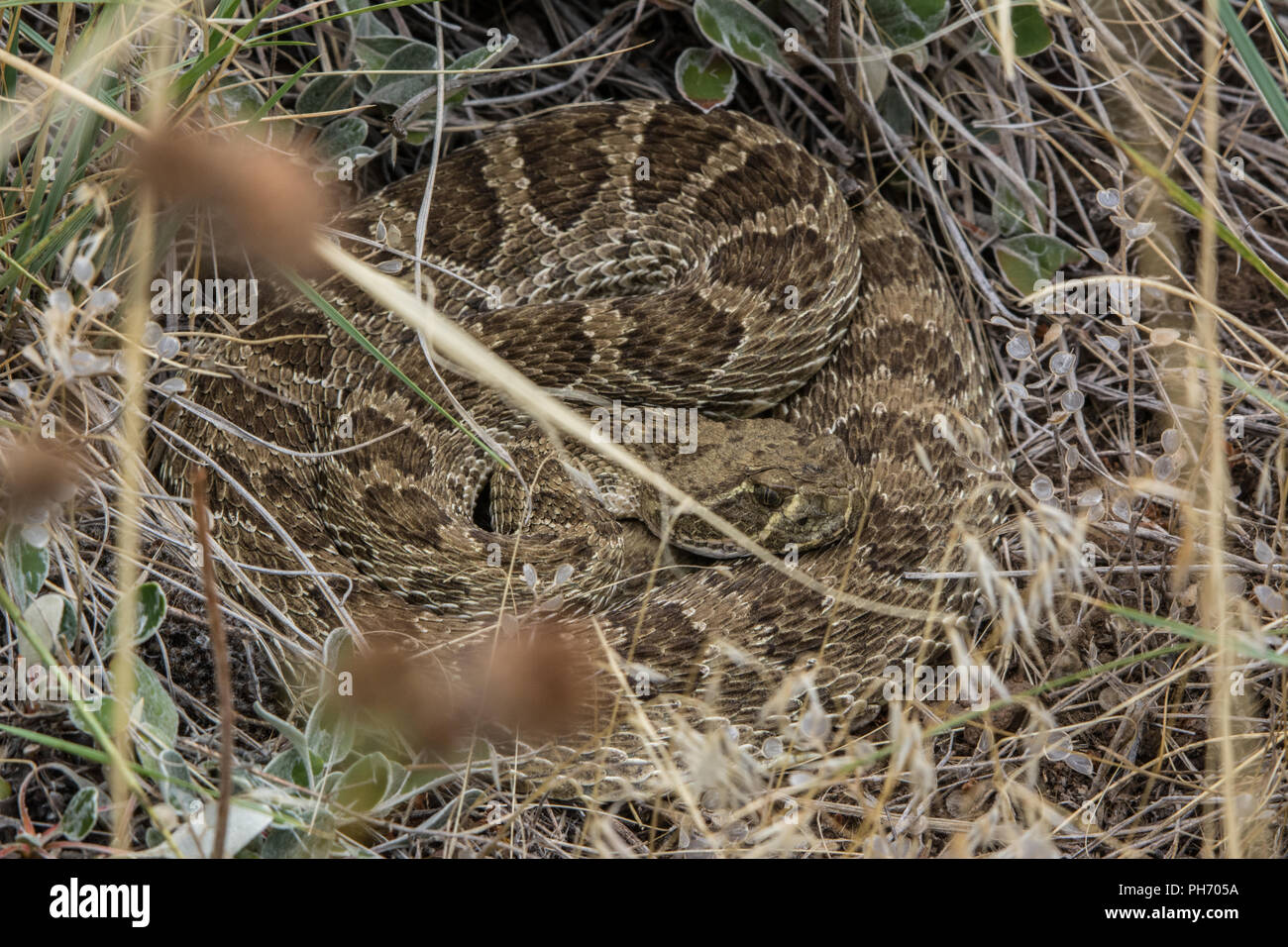 An adult Prairie Rattlesnake (Crotalus viridis) coiled in ambush at ...