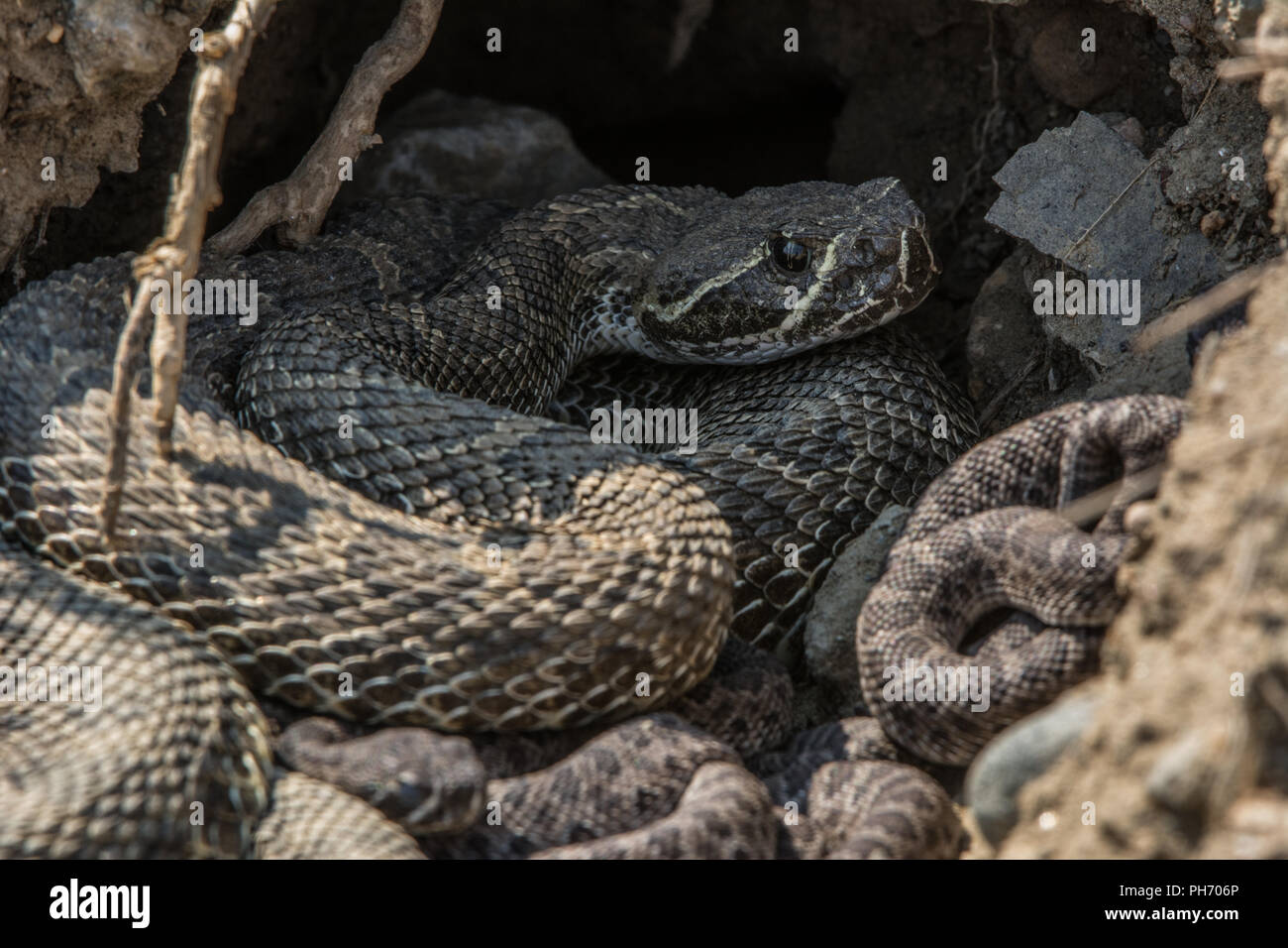 Prairie Rattlesnake (Crotalus viridis) from Boulder County, Colorado ...