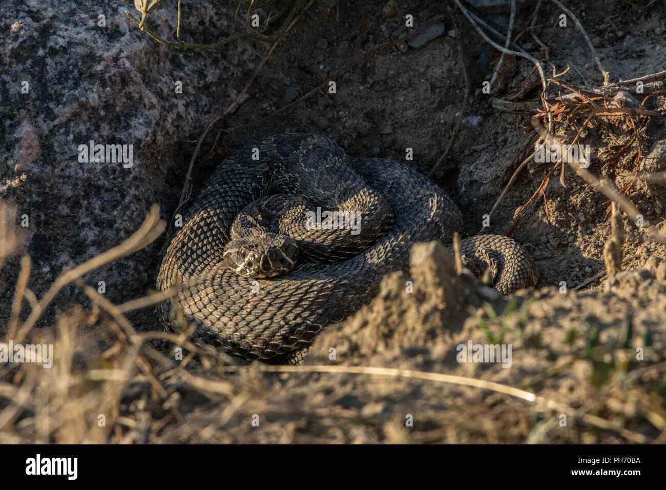 Prairie Rattlesnake (Crotalus viridis) from Boulder County, Colorado ...