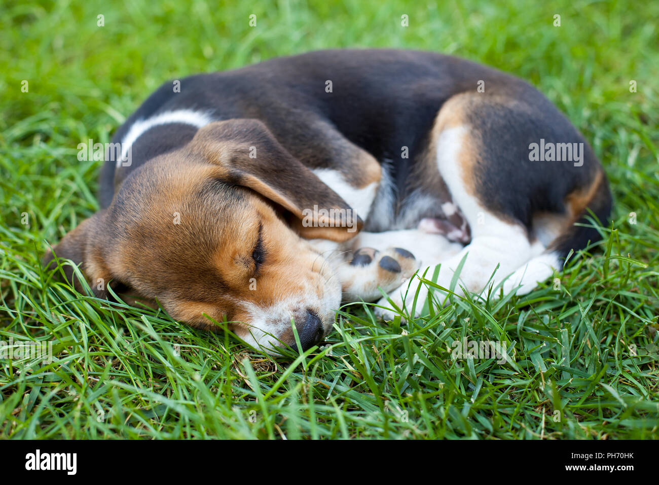 Beagle Puppy Sleeping
