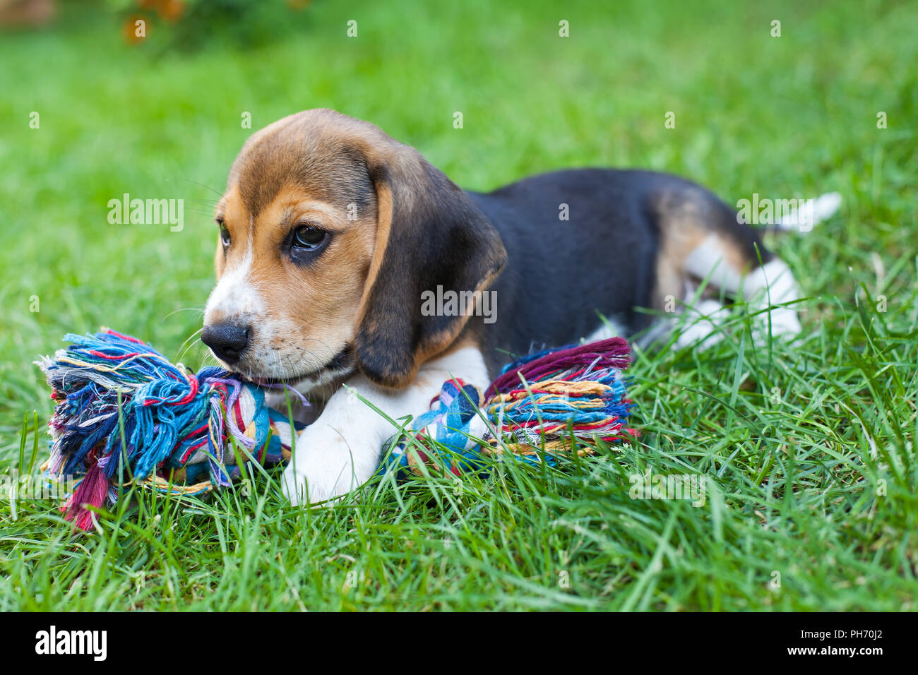 Cute beagle puppy playing in the garden with colorful toy Stock Photo ...