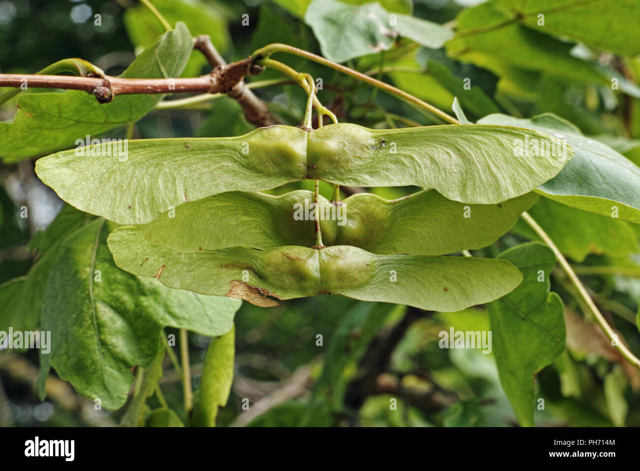 winged achenes, the fruits of field maple Stock Photo - Alamy
