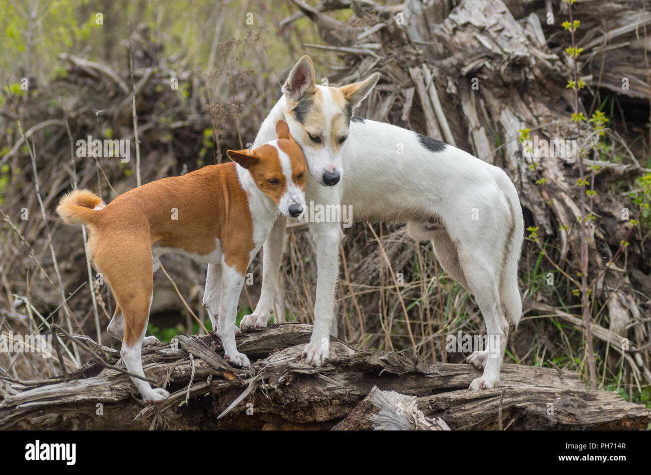 Basenji with cross-breed dog standing on a root of fallen tree at ...