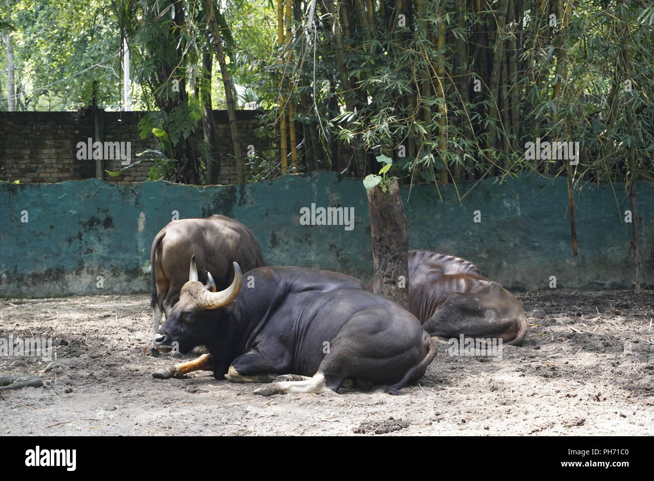 Indian gaur at a zoo Stock Photo - Alamy