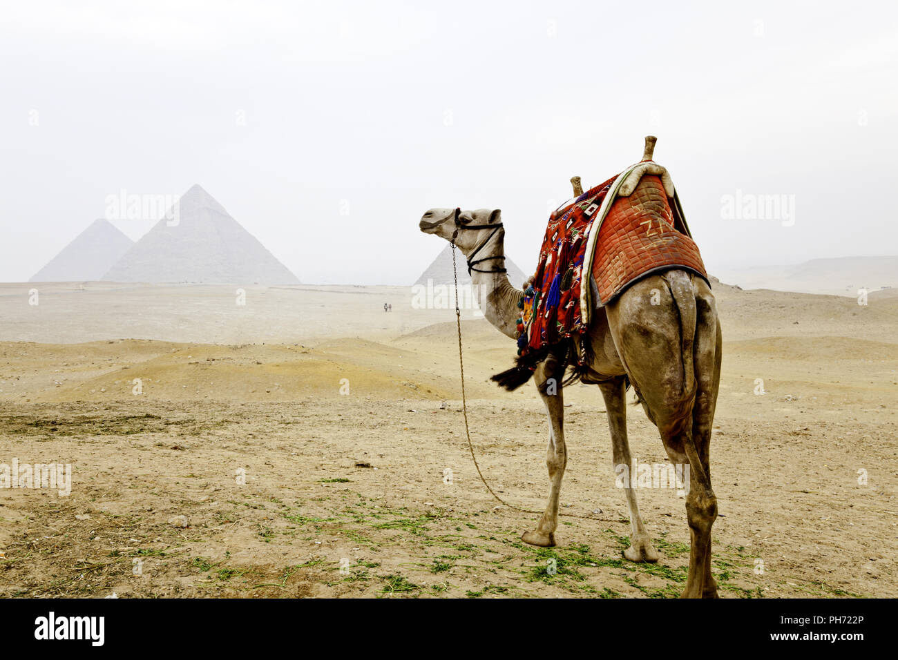 Camel and the pyramids of giza Stock Photo - Alamy