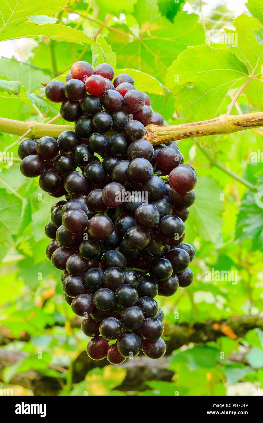 Bundle of grapes hi-res stock photography and images - Alamy