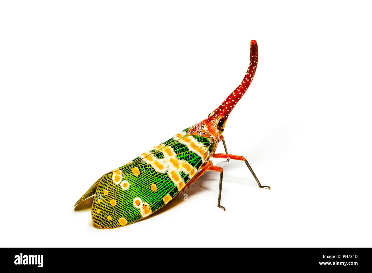 Lantern fly hi-res stock photography and images - Alamy