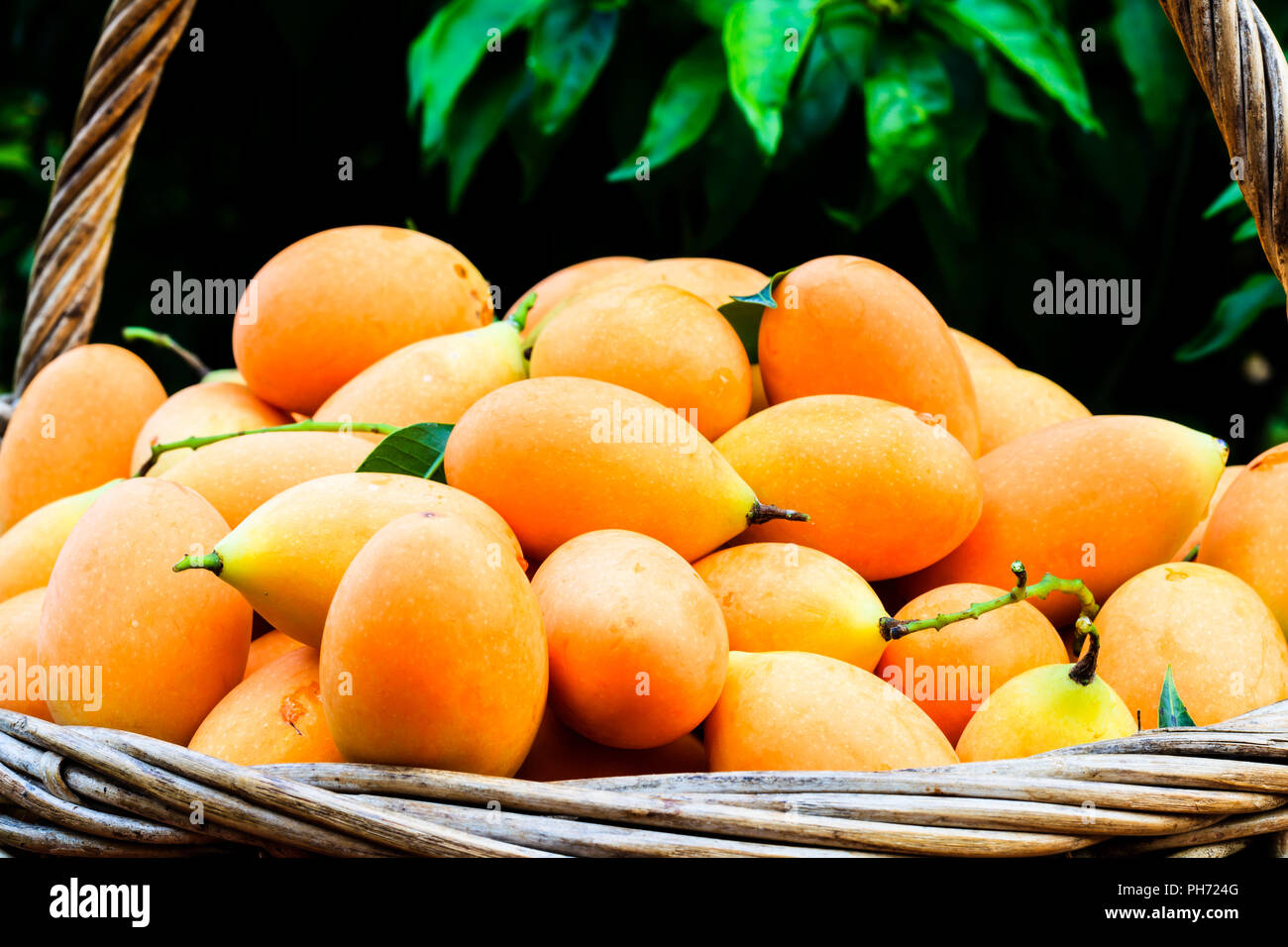 Bouea Macrophylla High Resolution Stock Photography and Images - Alamy