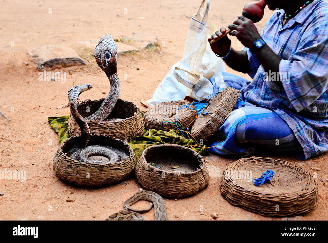 Indian cobra hood hi-res stock photography and images - Alamy