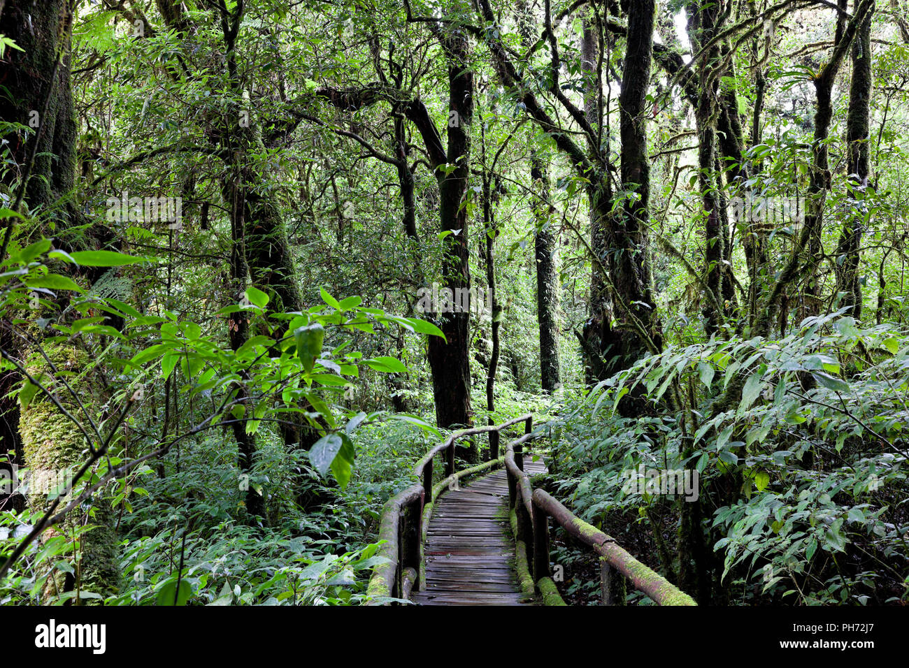 Natural beauty rain forest hi-res stock photography and images - Alamy