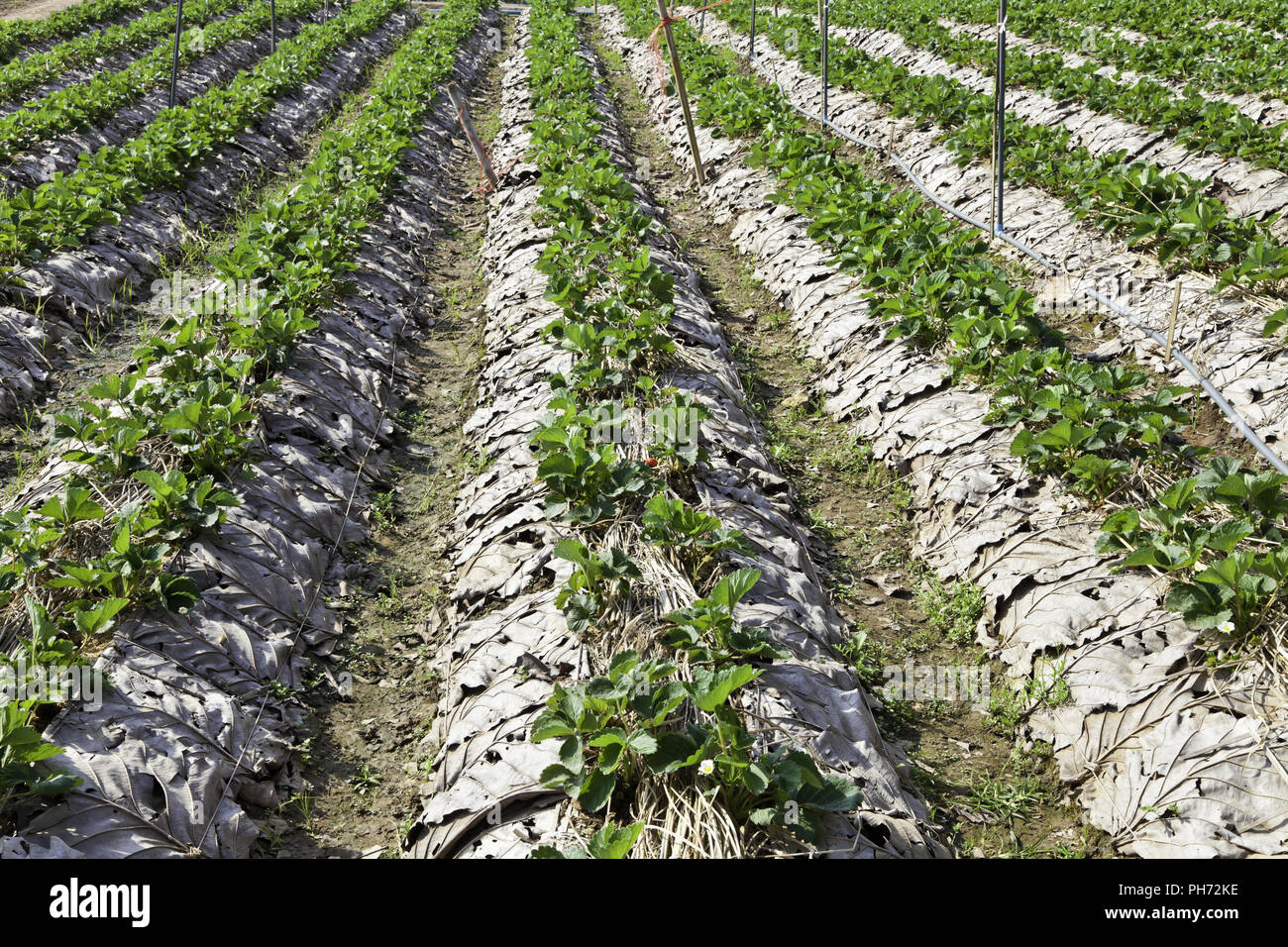 Strawberry rows hi-res stock photography and images - Alamy