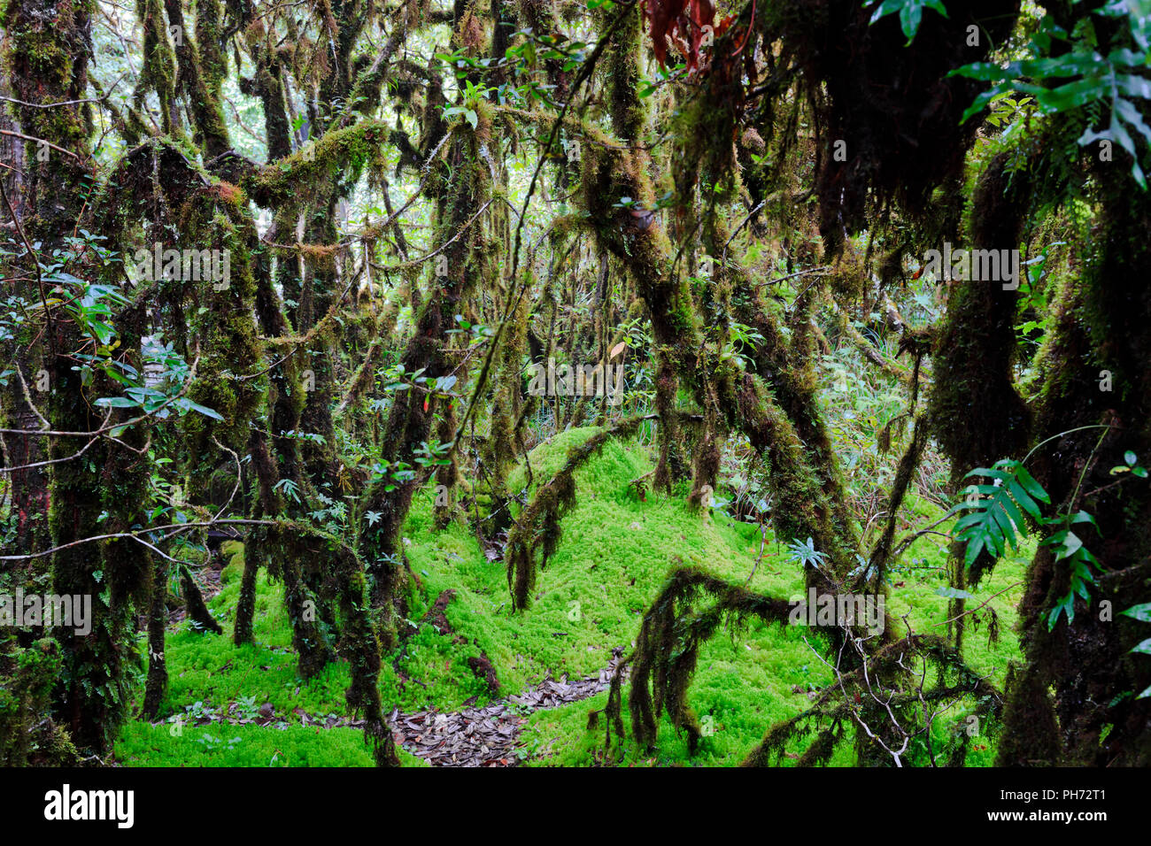 Moss and fern Stock Photo - Alamy