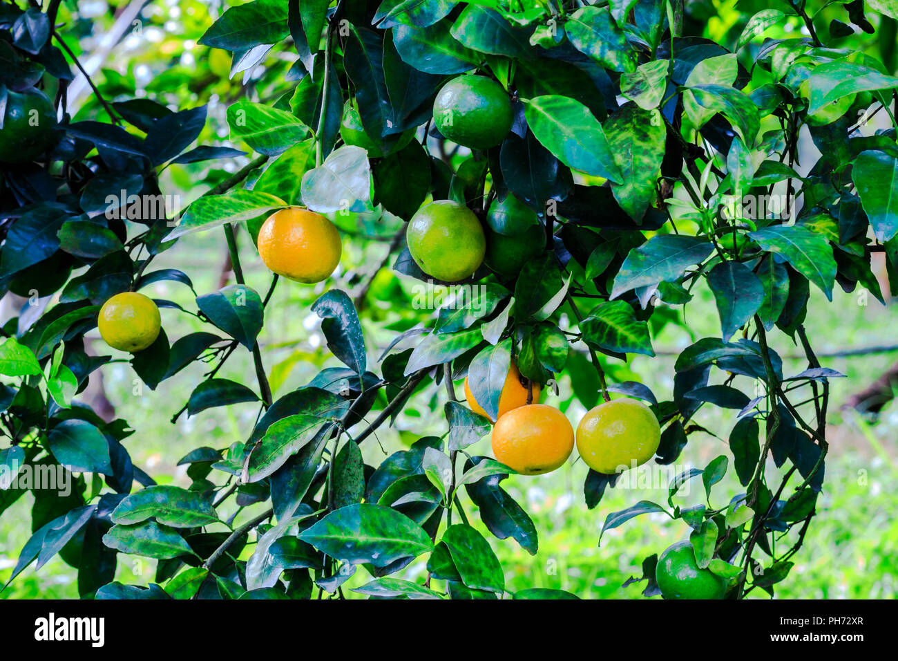 Hanging oranges hi-res stock photography and images - Alamy
