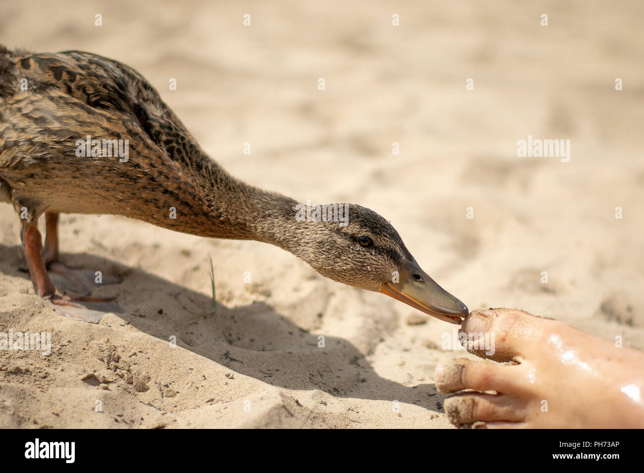Duck biting hi-res stock photography and images - Alamy