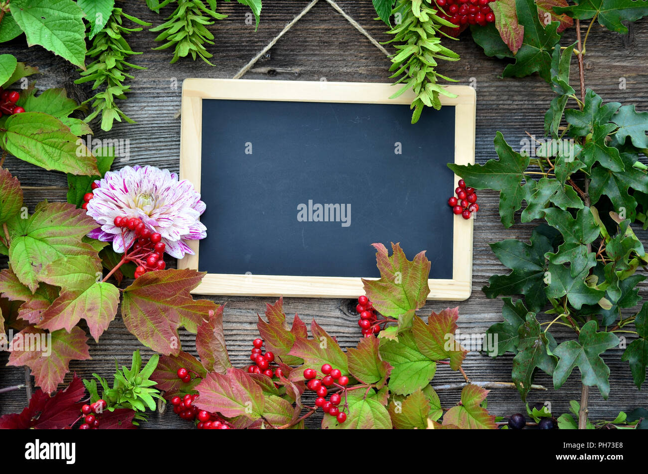 Maple panel of wood hi-res stock photography and images - Alamy