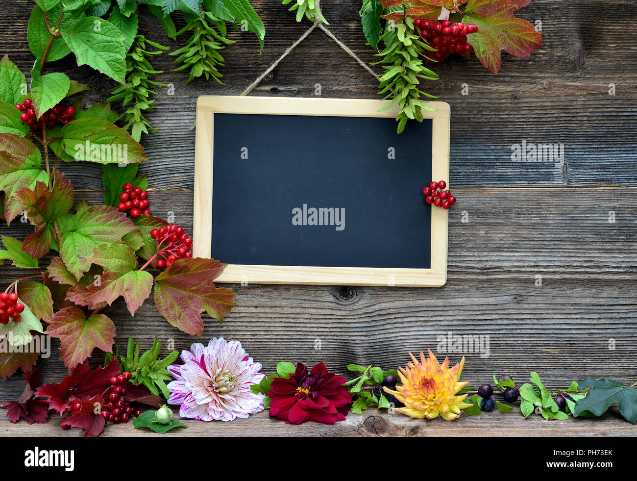 Maple panel of wood hi-res stock photography and images - Alamy
