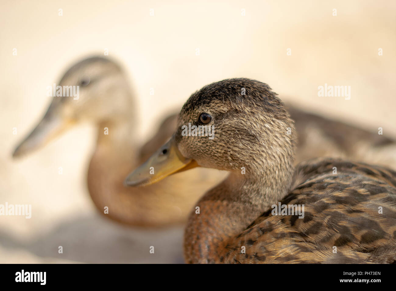 Sand ducks hi-res stock photography and images - Alamy
