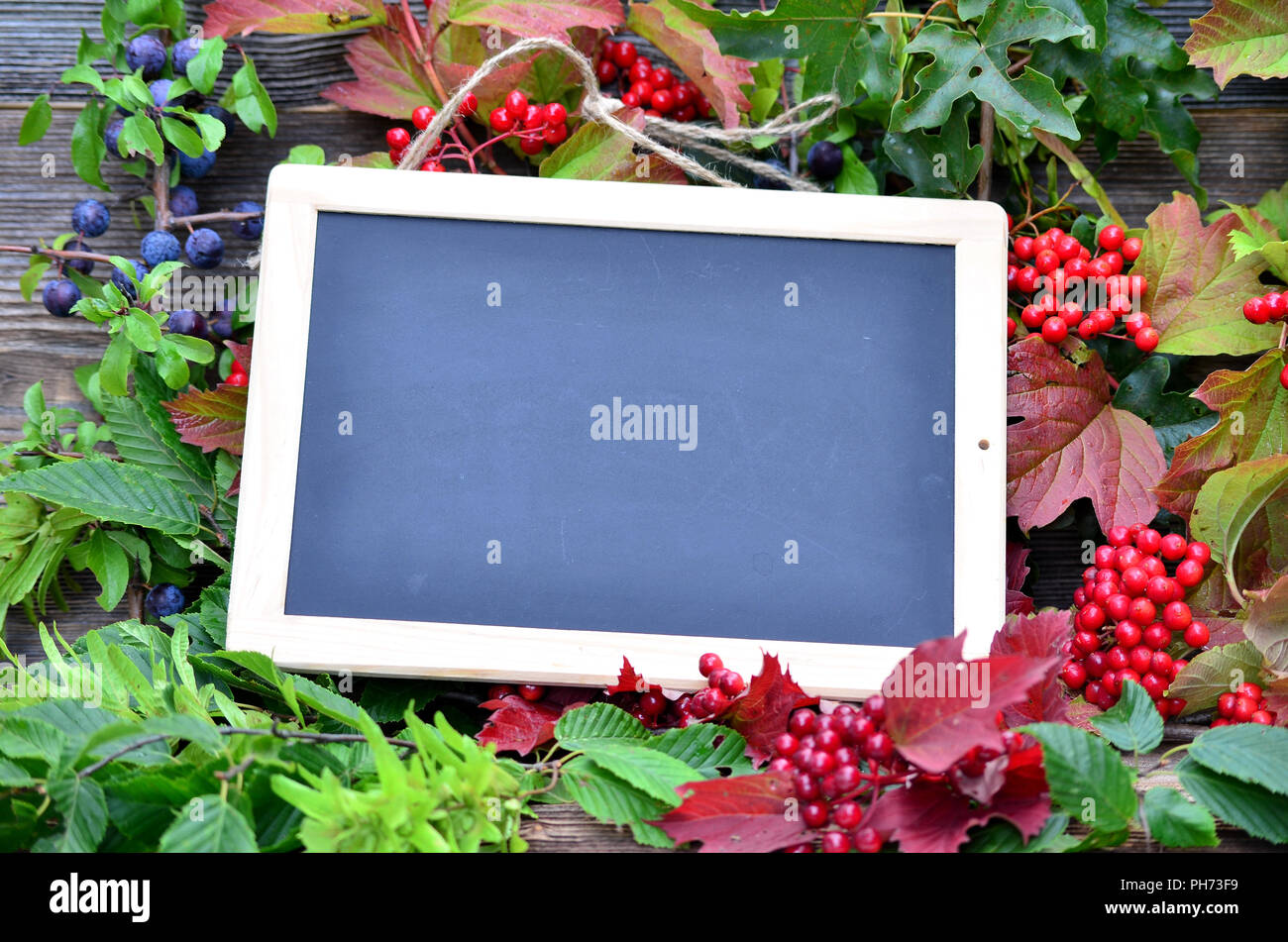 Maple panel of wood hi-res stock photography and images - Alamy