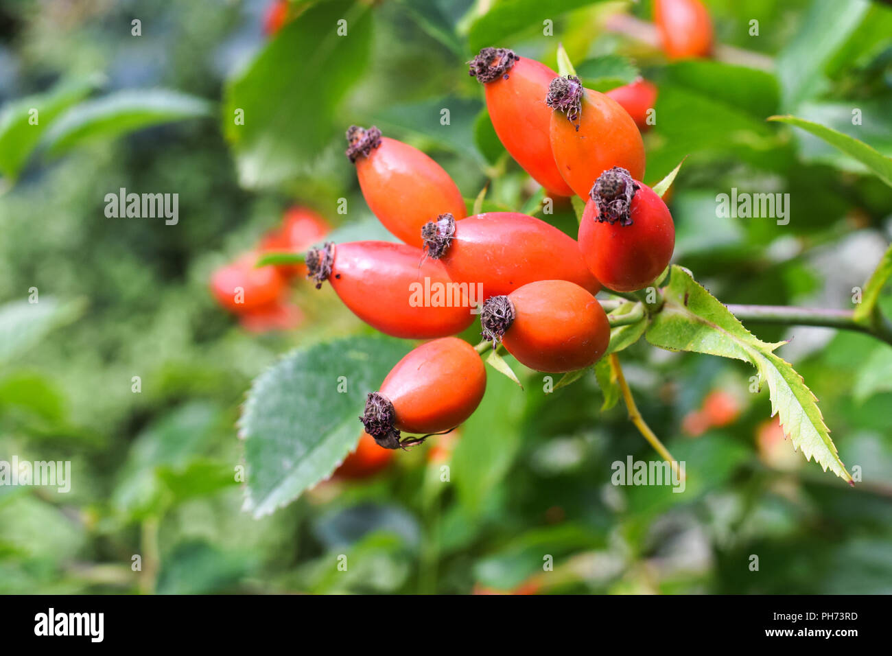 Hips and haws hi-res stock photography and images - Alamy