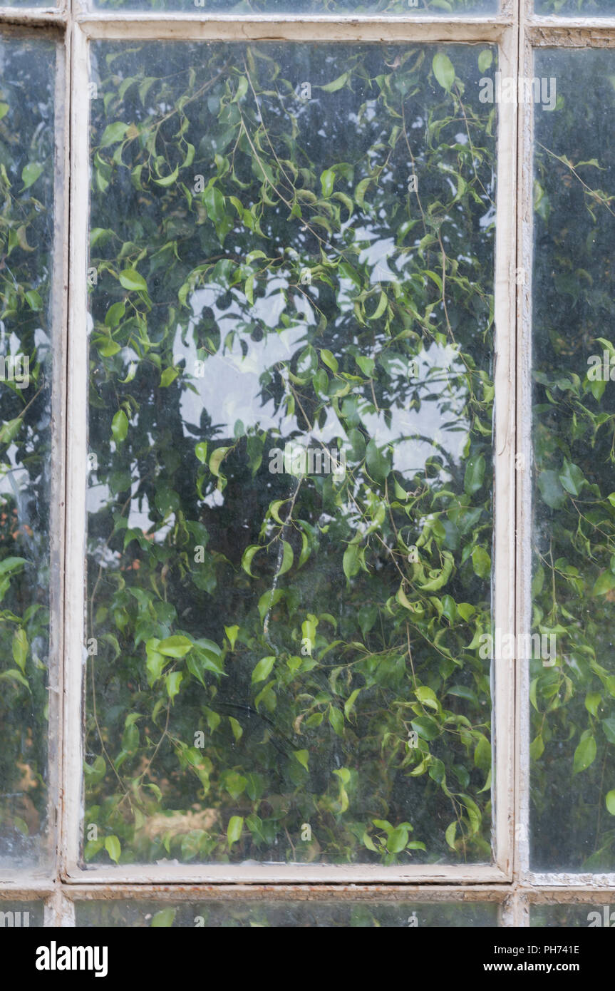 Abstract background, plants behind a dirty window pane Stock Photo - Alamy