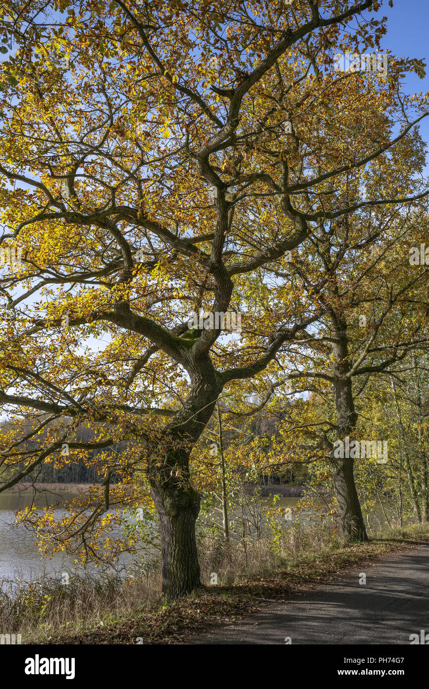 Pond scenery with autumn trees Stock Photo - Alamy