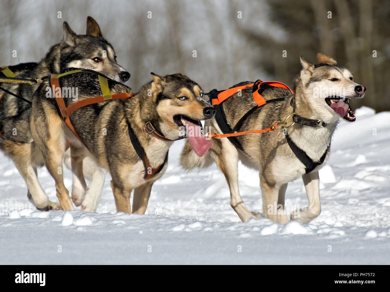 Snow sled jump hi-res stock photography and images - Alamy